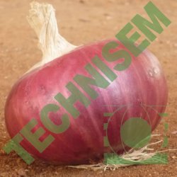 Légumes bulbes/racines - agrisemrdc